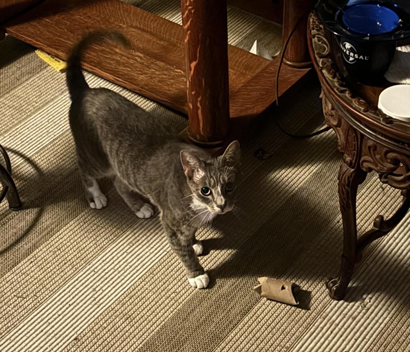 Easiest DIY Cat Puzzle : 5 Steps - Instructables
