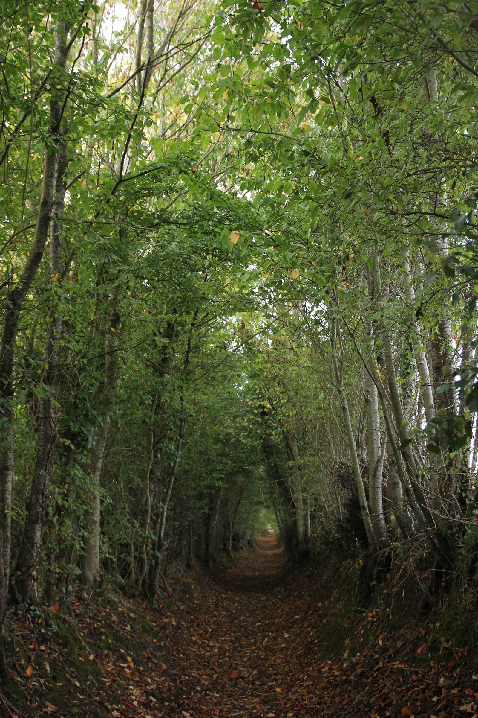 Woodland Spirit Twig Crown With Fawn Ears : 5 Steps - Instructables