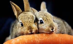 How to Keep Rabbits From Eating Your Crops/garden Veggies. - Instructables