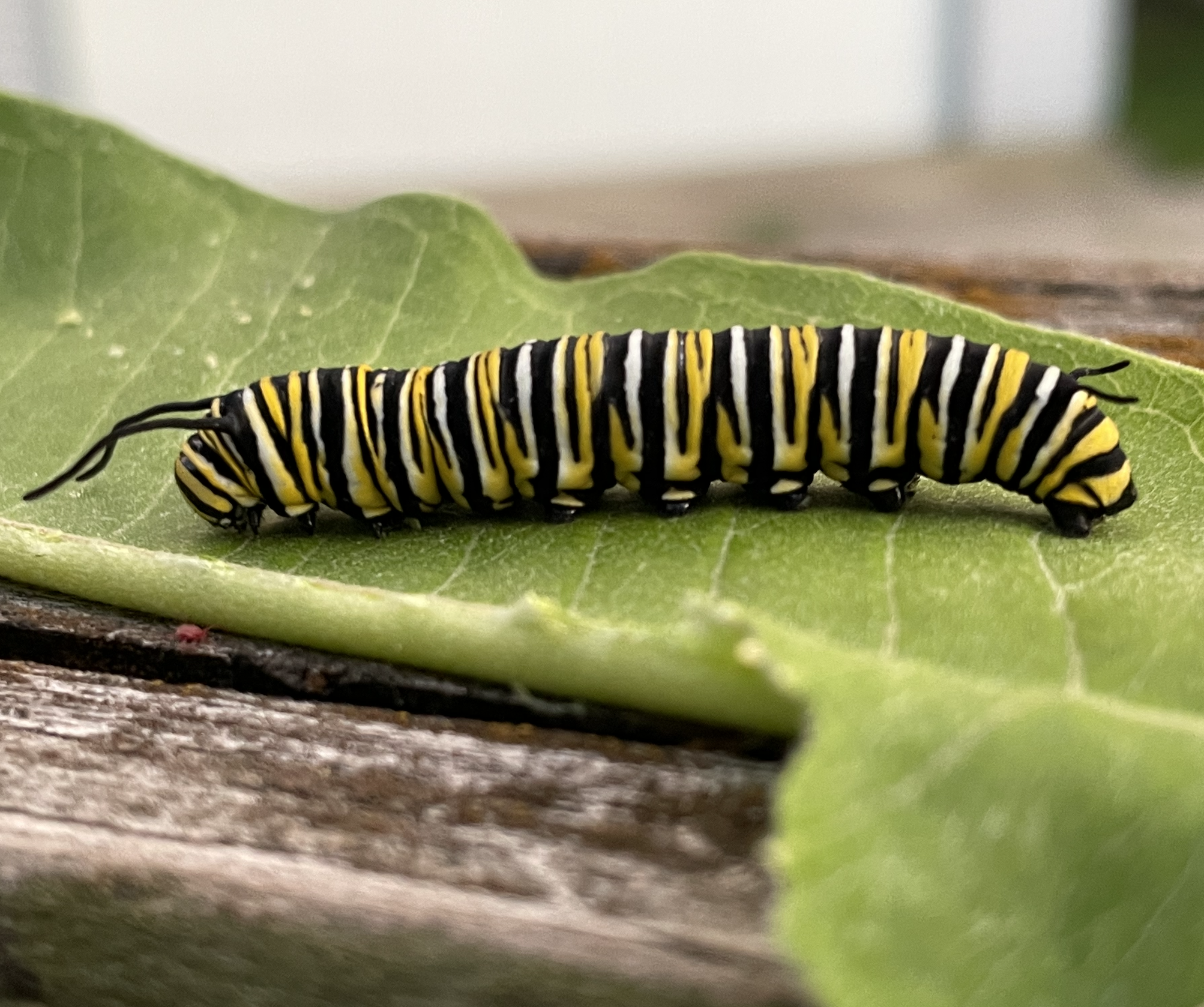 Giant Monarch Caterpillow : 13 Steps (with Pictures) - Instructables