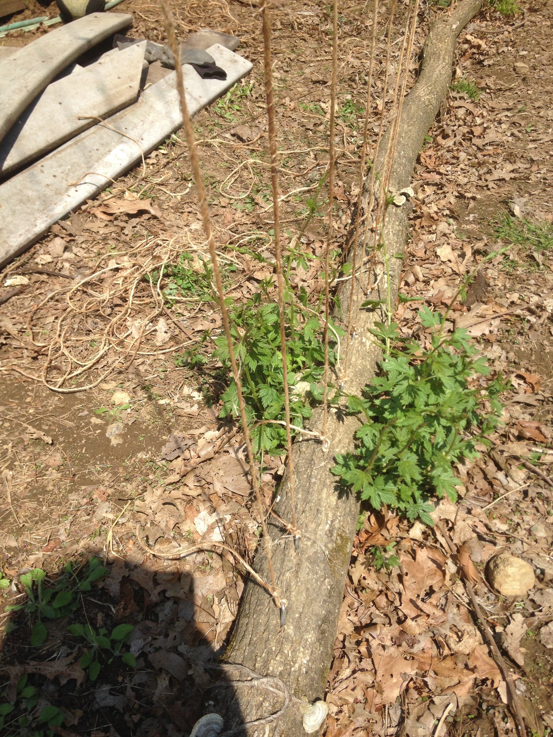 Growing Hops at Home : 9 Steps (with Pictures) - Instructables