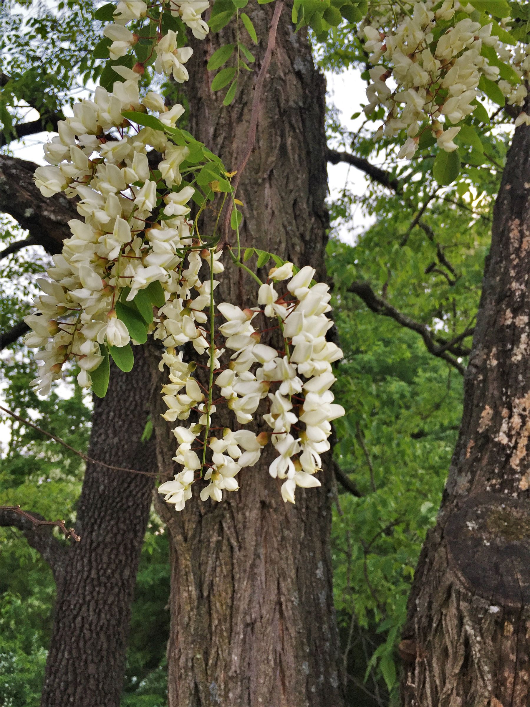 Black Locust Flower Cold Brew Tea : 4 Steps (with Pictures) - Instructables