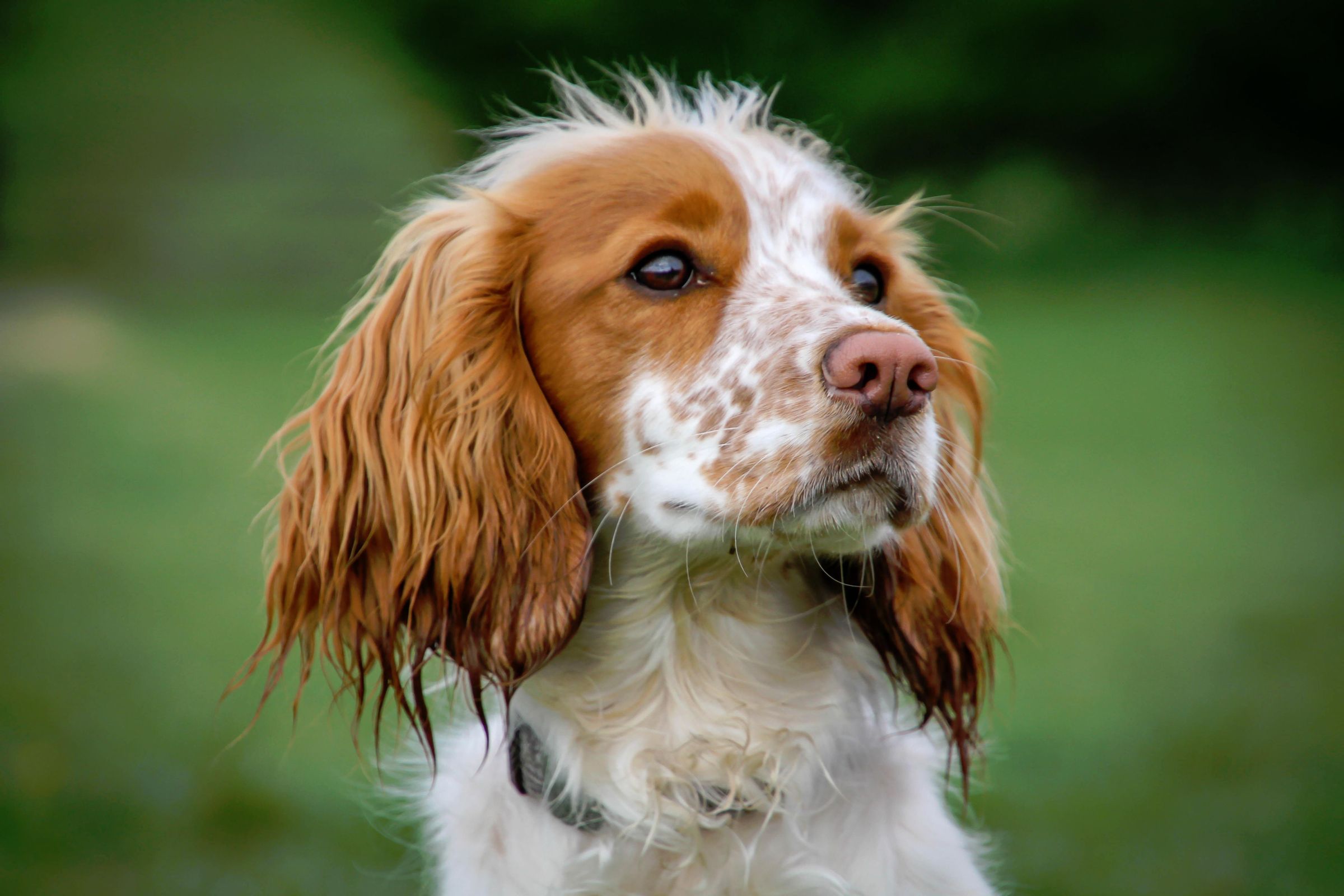 Dog GPS Data Logger : 10 Steps (with Pictures) - Instructables