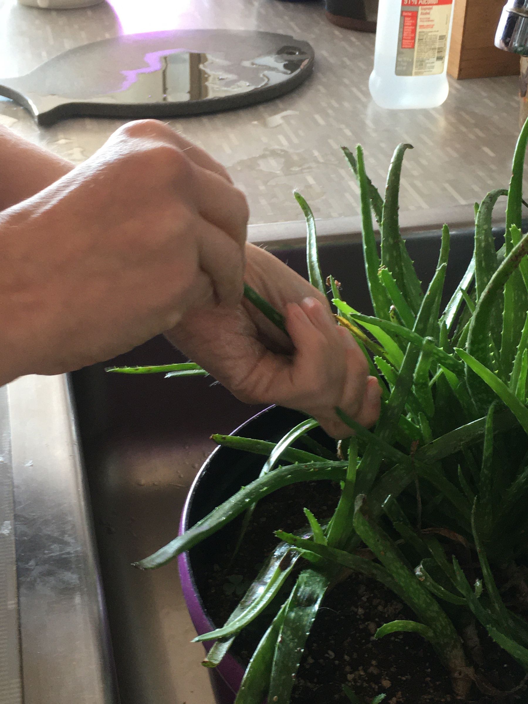 Oh No My Houseplant Is Sticky! : 4 Steps (with Pictures) - Instructables