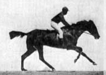 Interactive Model of the Horse in Motion : 8 Steps (with Pictures ...