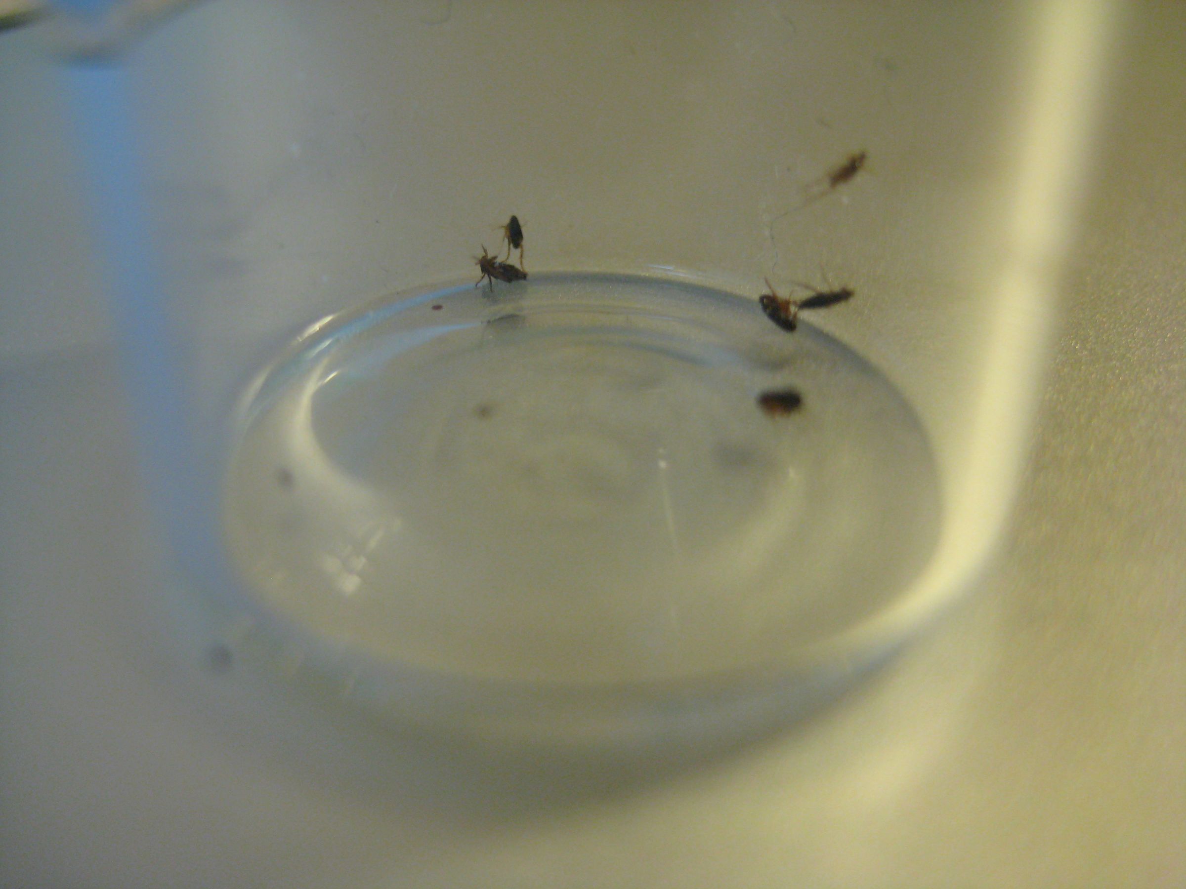 How to Catch Fleas : 7 Steps - Instructables