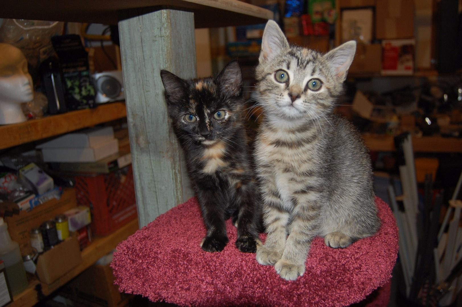 CATBOX - Using PELLETS - for $7 Ish ! - Instructables