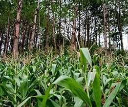Agroforestry - Integrated Agriculture : 5 Steps - Instructables