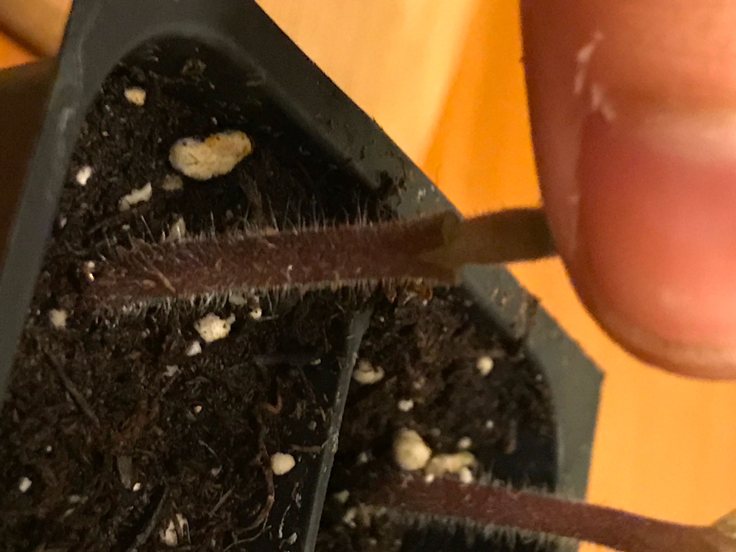 PlantGrafting : 8 Steps (with Pictures) - Instructables