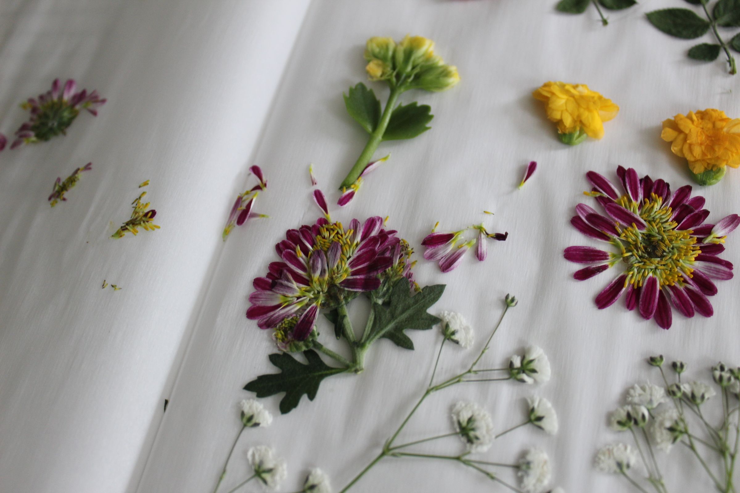 DIY Pressed Flower Card : 7 Steps (with Pictures) - Instructables