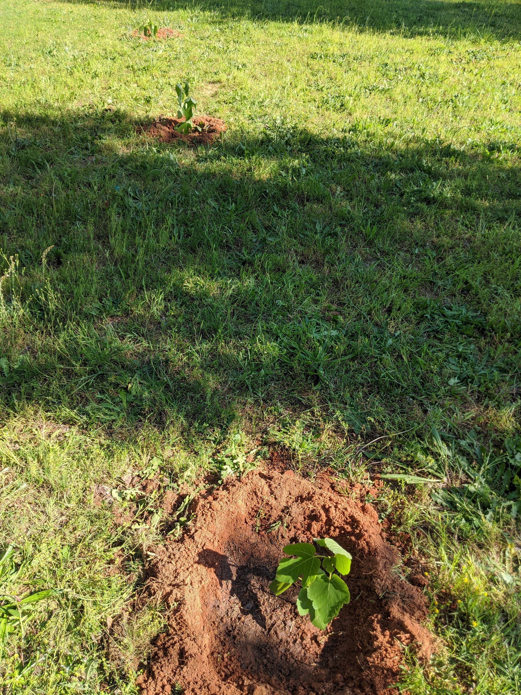 Planting Fig Tree Offshoots : 8 Steps - Instructables