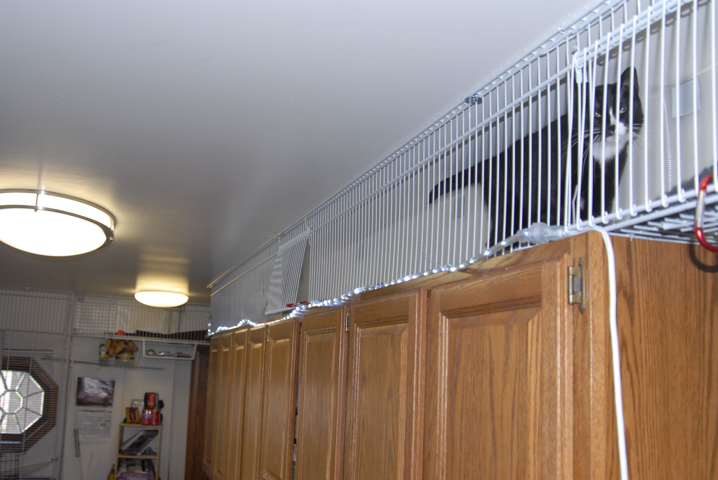 Cat Enclosure - Tunnel, Save Space ('CatWalk Is My Road' - AKahn ...