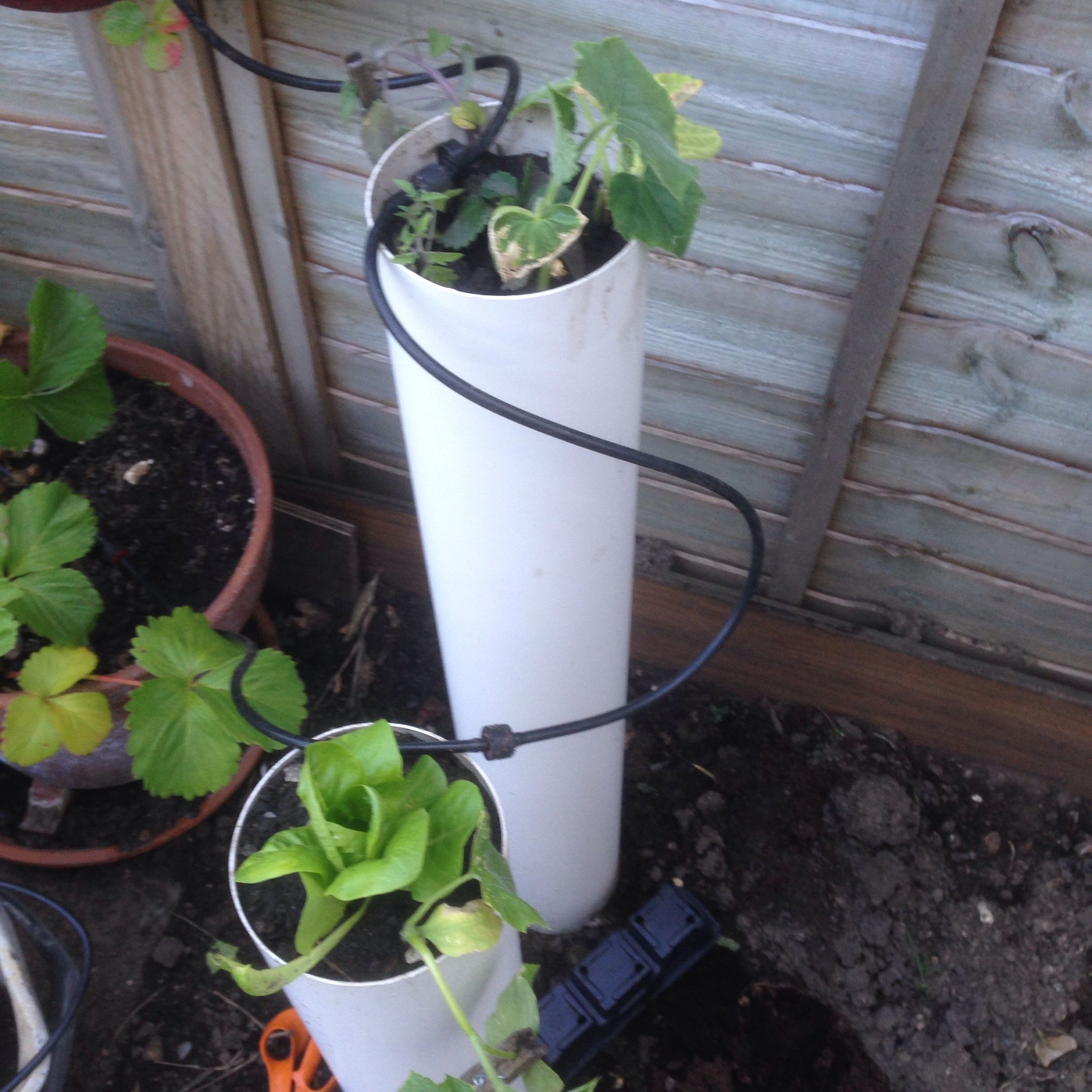 How to Grow Food Off the Ground in Pipes, (especially Hanging Plants ...