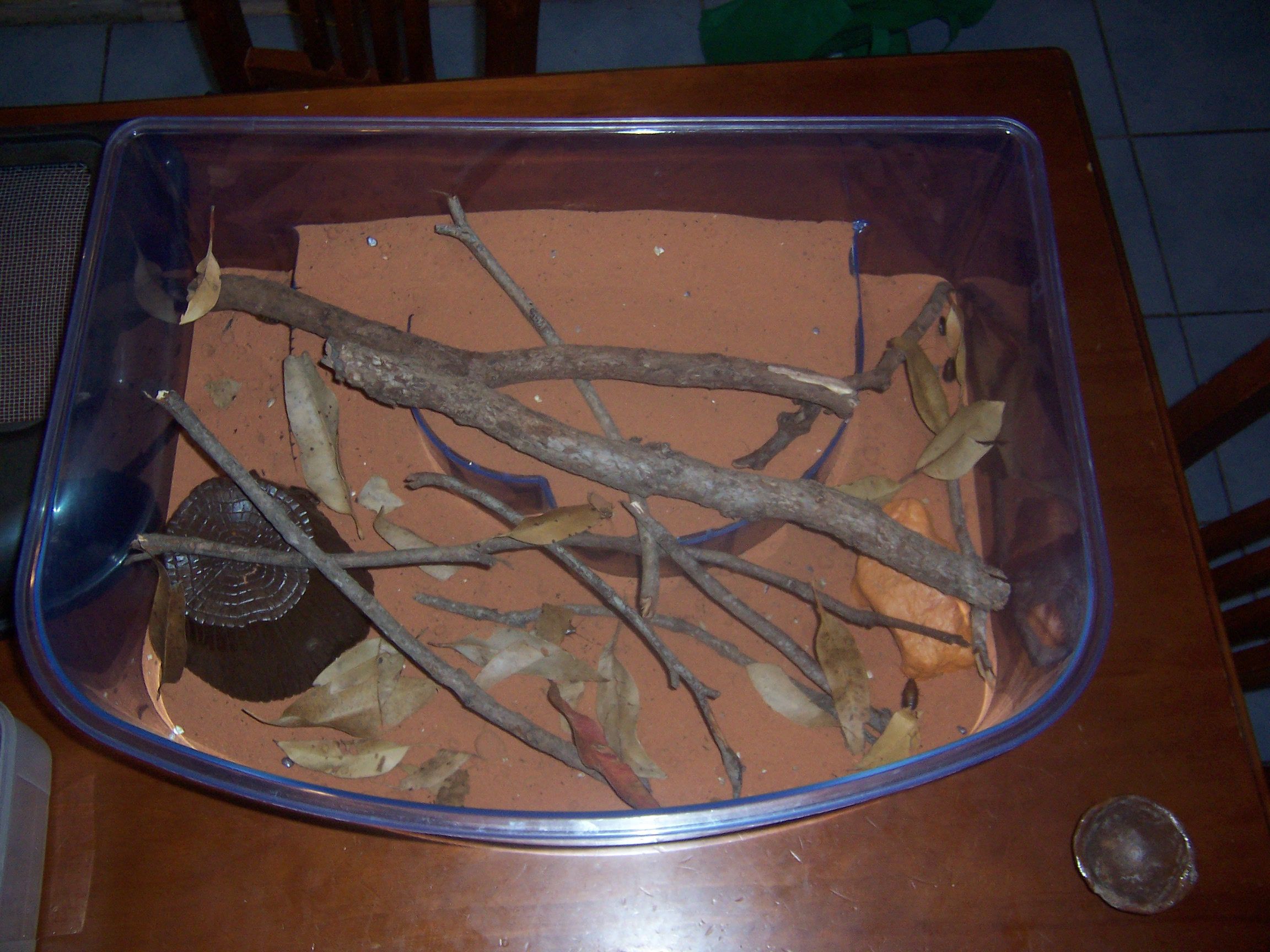 How to Care for Scorpions : 5 Steps - Instructables