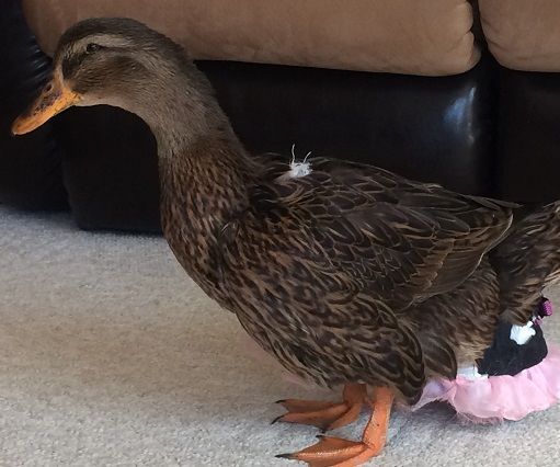 Ducky Diapers : 6 Steps - Instructables