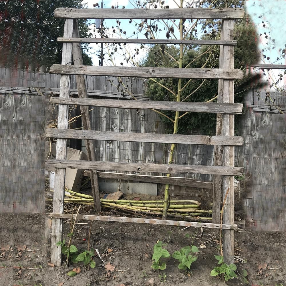 Bean Ladder : 3 Steps (with Pictures) - Instructables