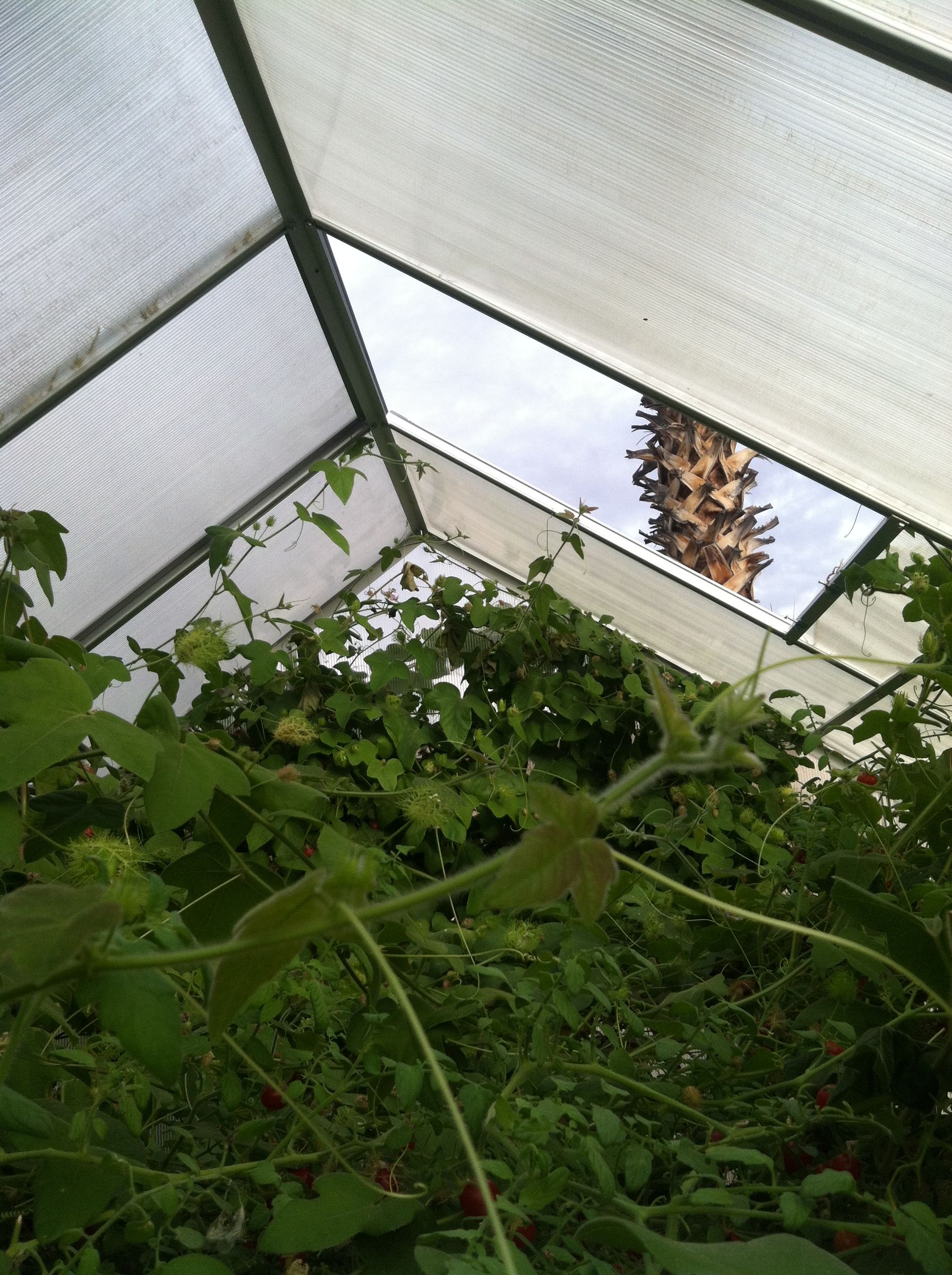Greenhouse Modifications for Hot Climates : 8 Steps (with Pictures ...