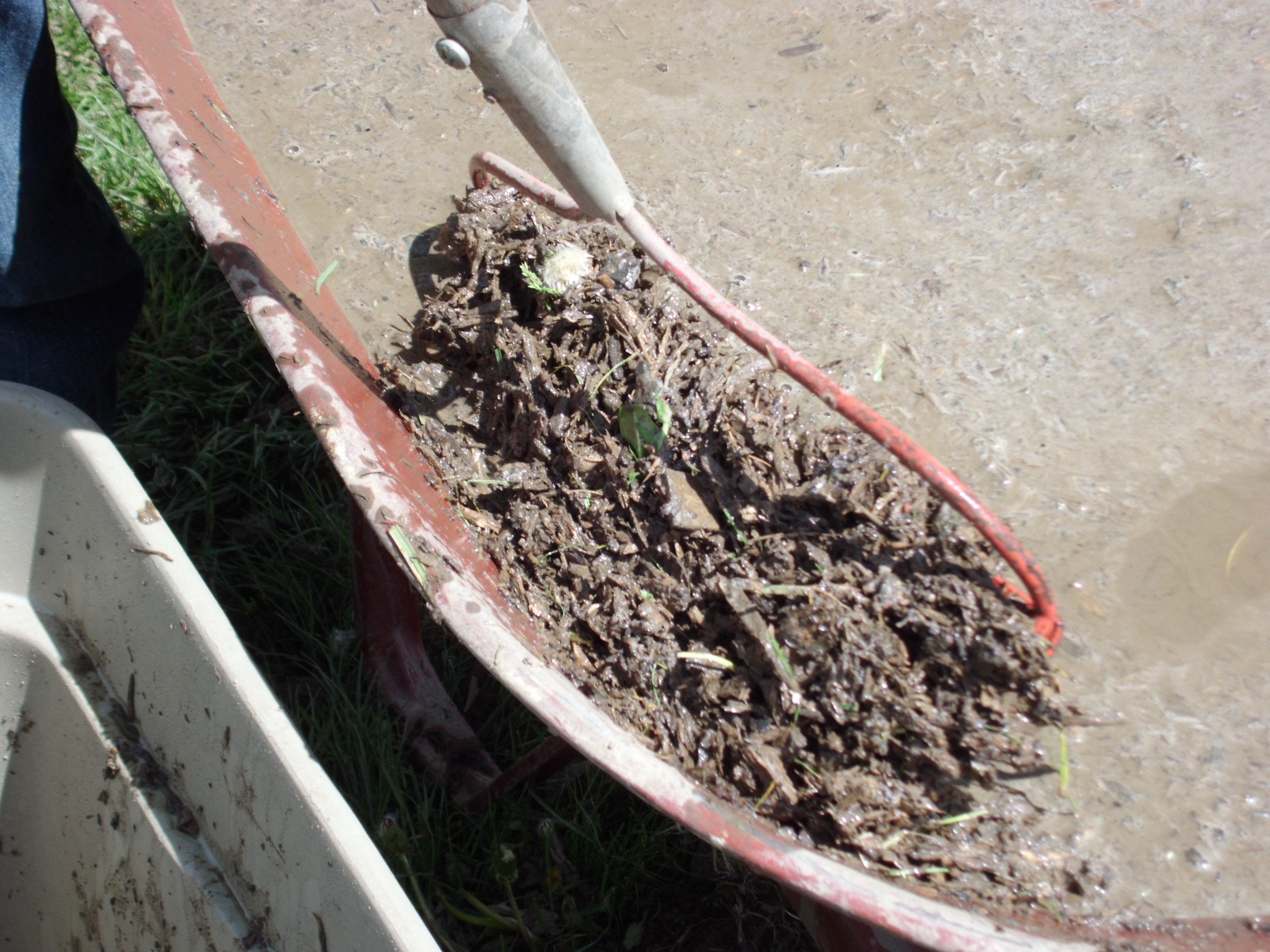 Make Your Own Mulch! (From a Ground-Up Tree Stump) : 7 Steps ...