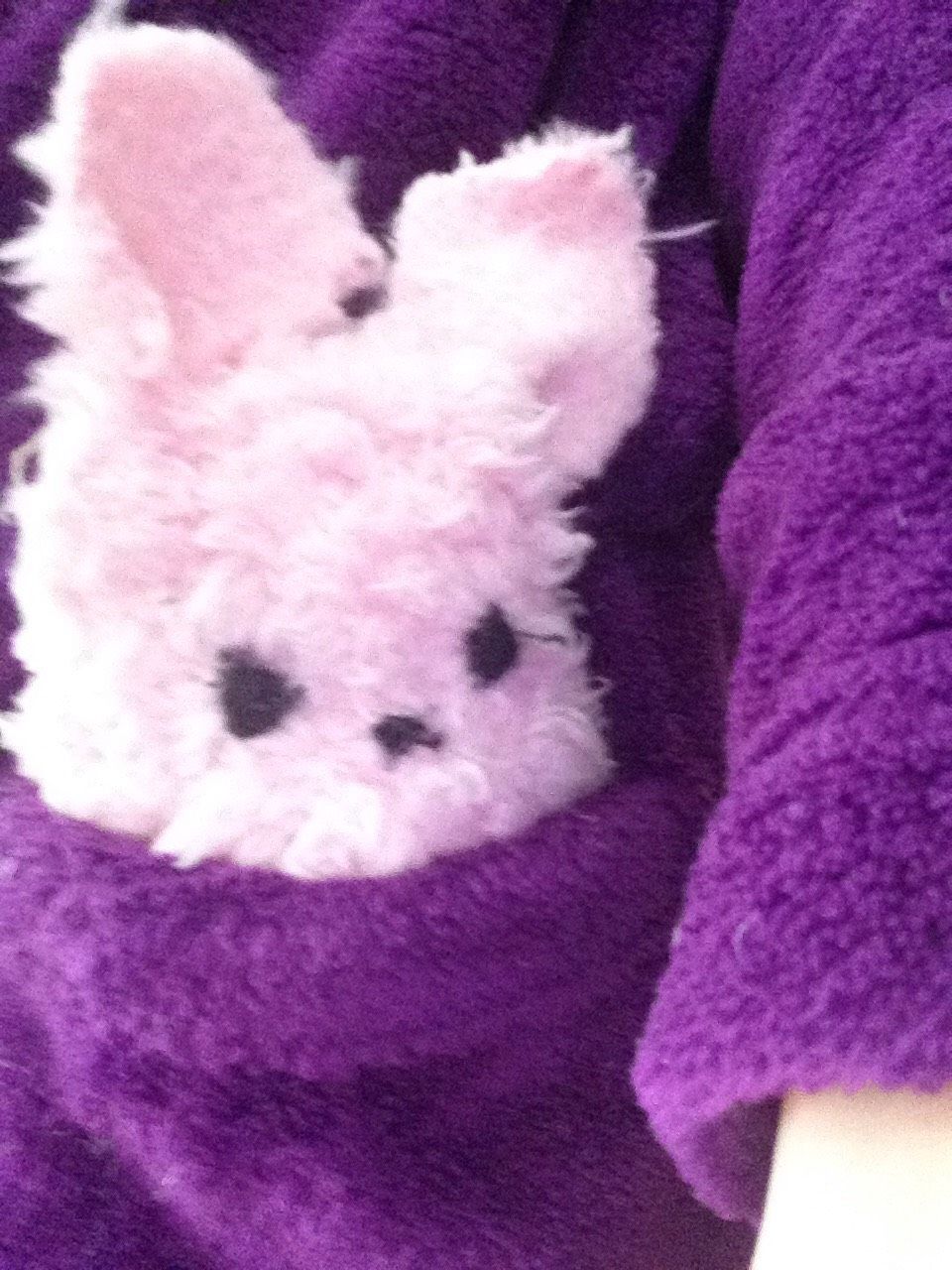 Cute Pocket Bunny!!!! : 5 Steps - Instructables