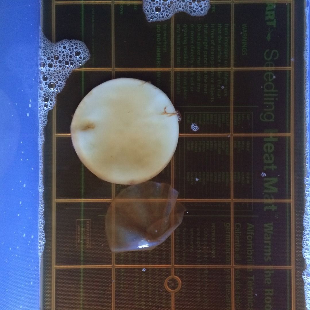 Kombucha Fabric : 6 Steps (with Pictures) - Instructables