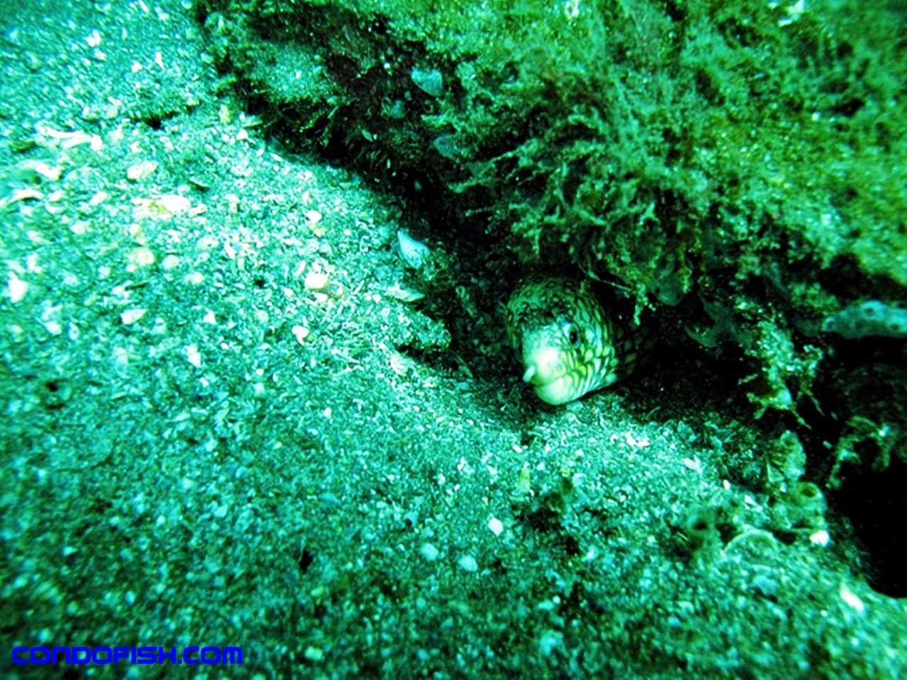 Build an Artificial Reef : 8 Steps (with Pictures) - Instructables