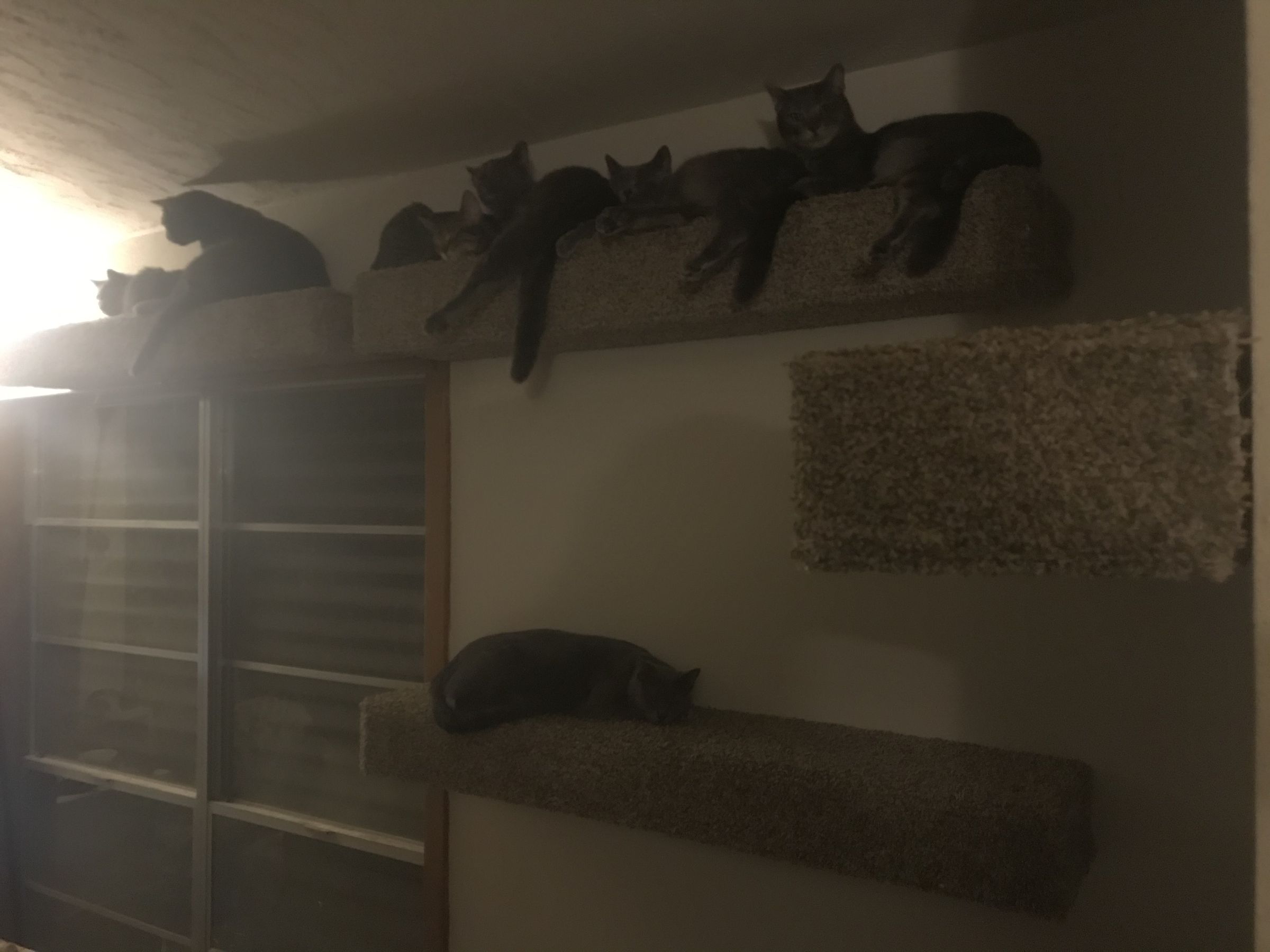 Floating Cat Shelves : 8 Steps - Instructables