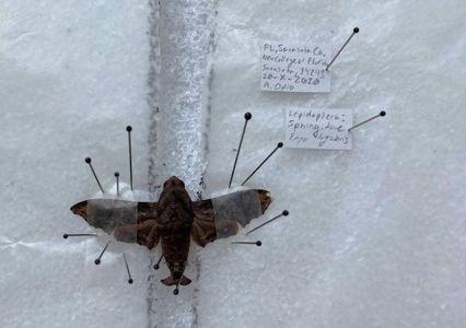 Preserving a Lepidoptera (Butterflies, Moths, and Skippers) : 7 Steps ...
