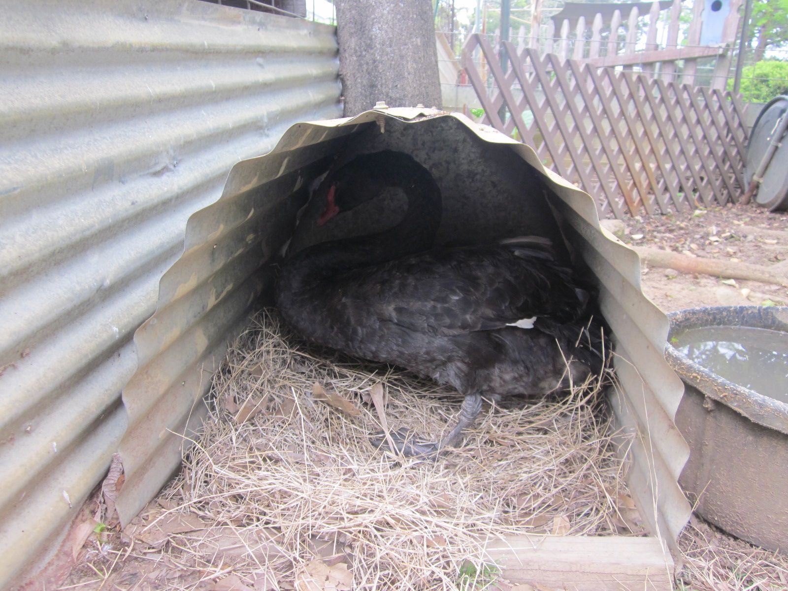 Duplex Goose Nest : 5 Steps - Instructables