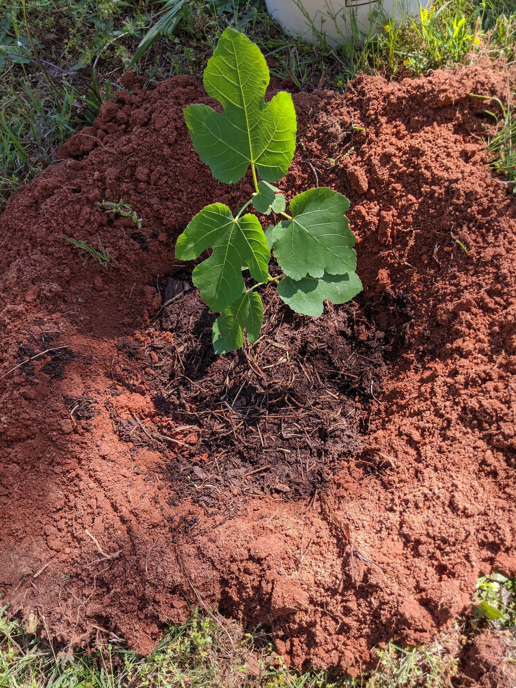 Planting Fig Tree Offshoots : 8 Steps - Instructables