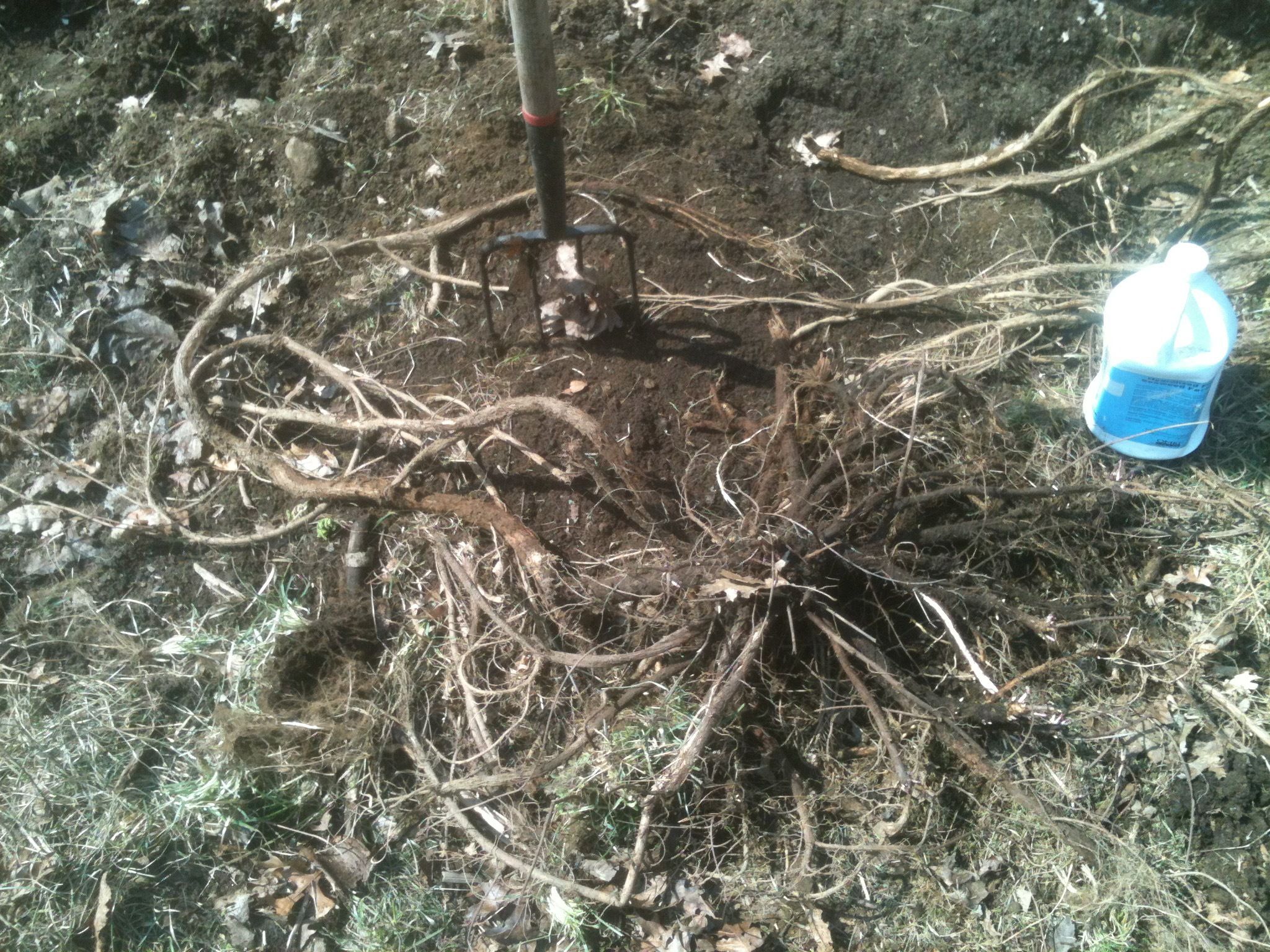 Growing Hops at Home : 9 Steps (with Pictures) - Instructables