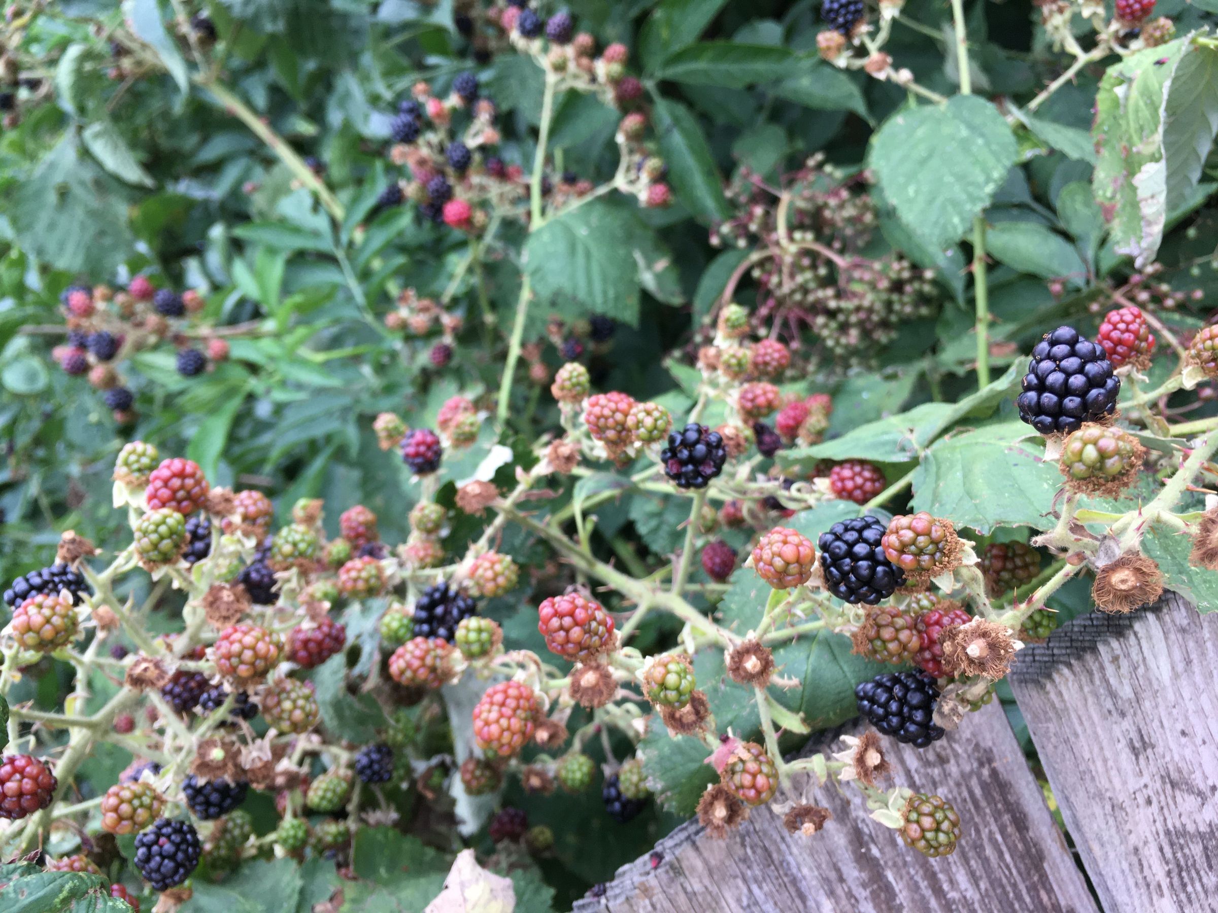 Home Made Ink From Nature: Perfect Purples : 18 Steps (with Pictures ...