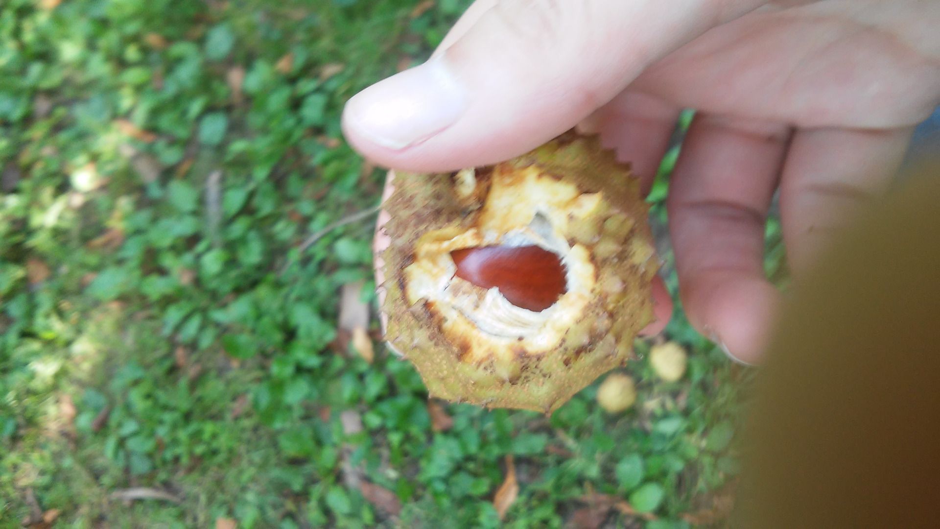How to Find and Pick Buckeyes : 4 Steps - Instructables