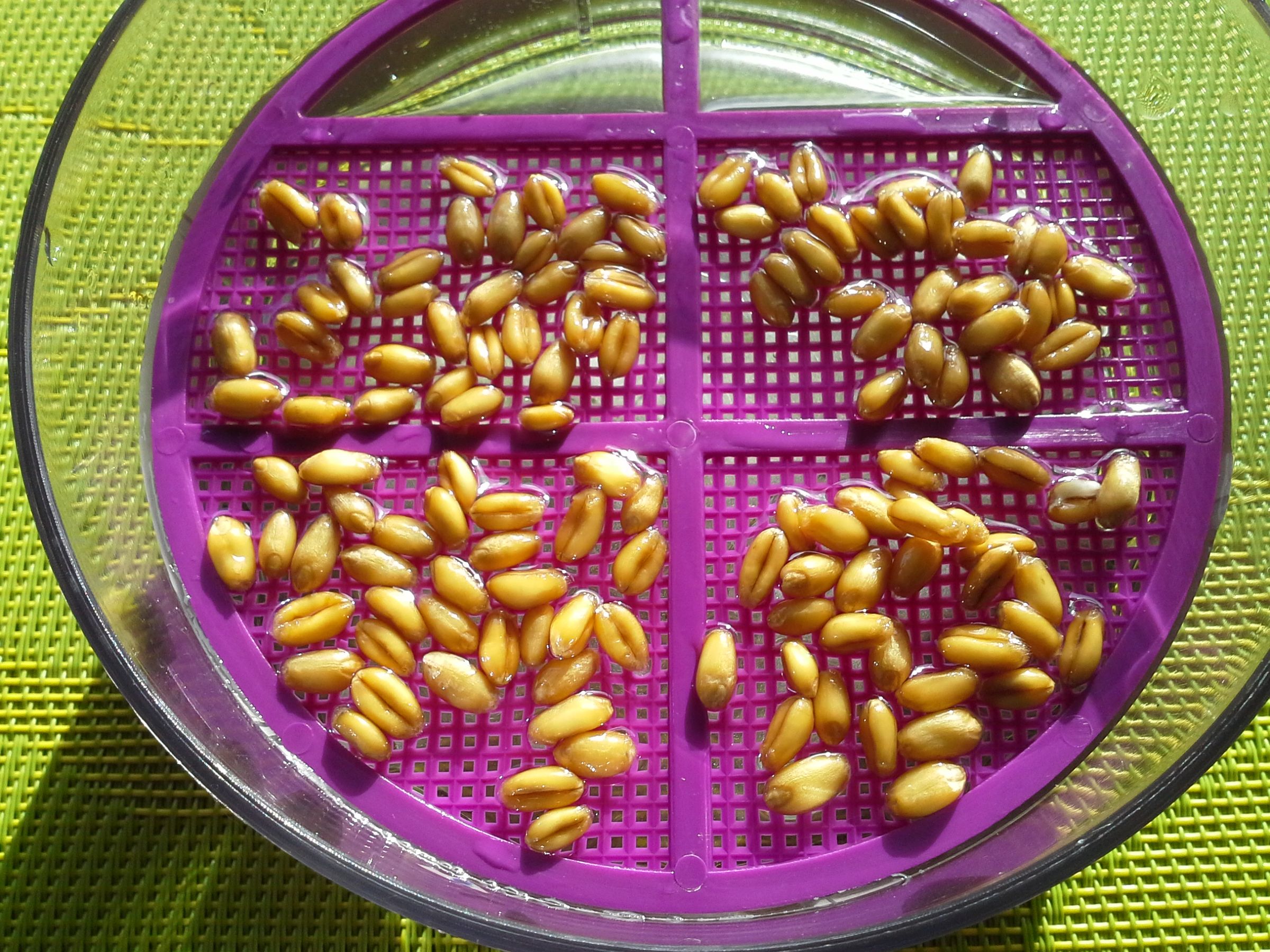 Pure Rye Bread : 31 Steps (with Pictures) - Instructables