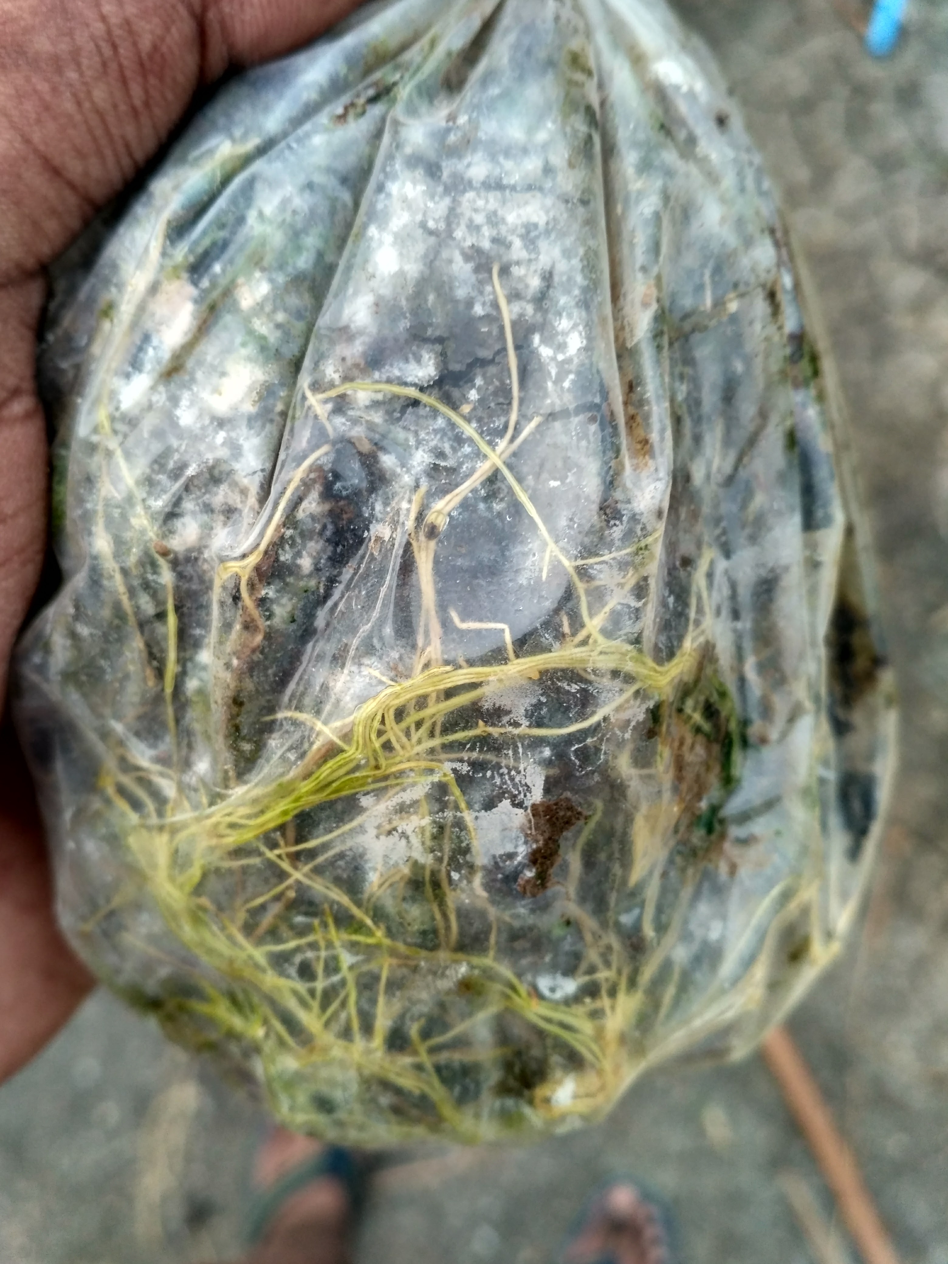 Air Layering : 8 Steps (with Pictures) - Instructables