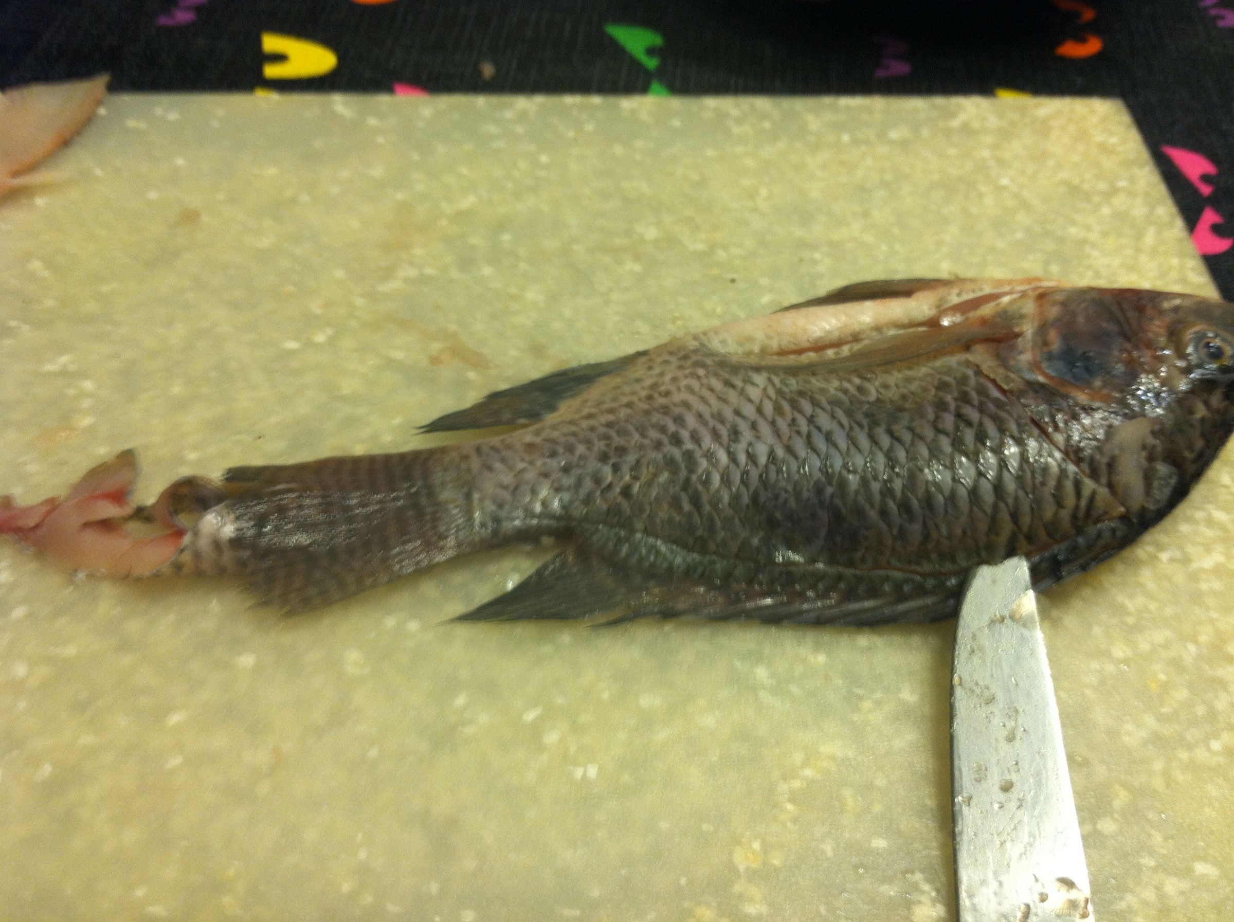 How to Clean a Fish : 6 Steps (with Pictures) - Instructables