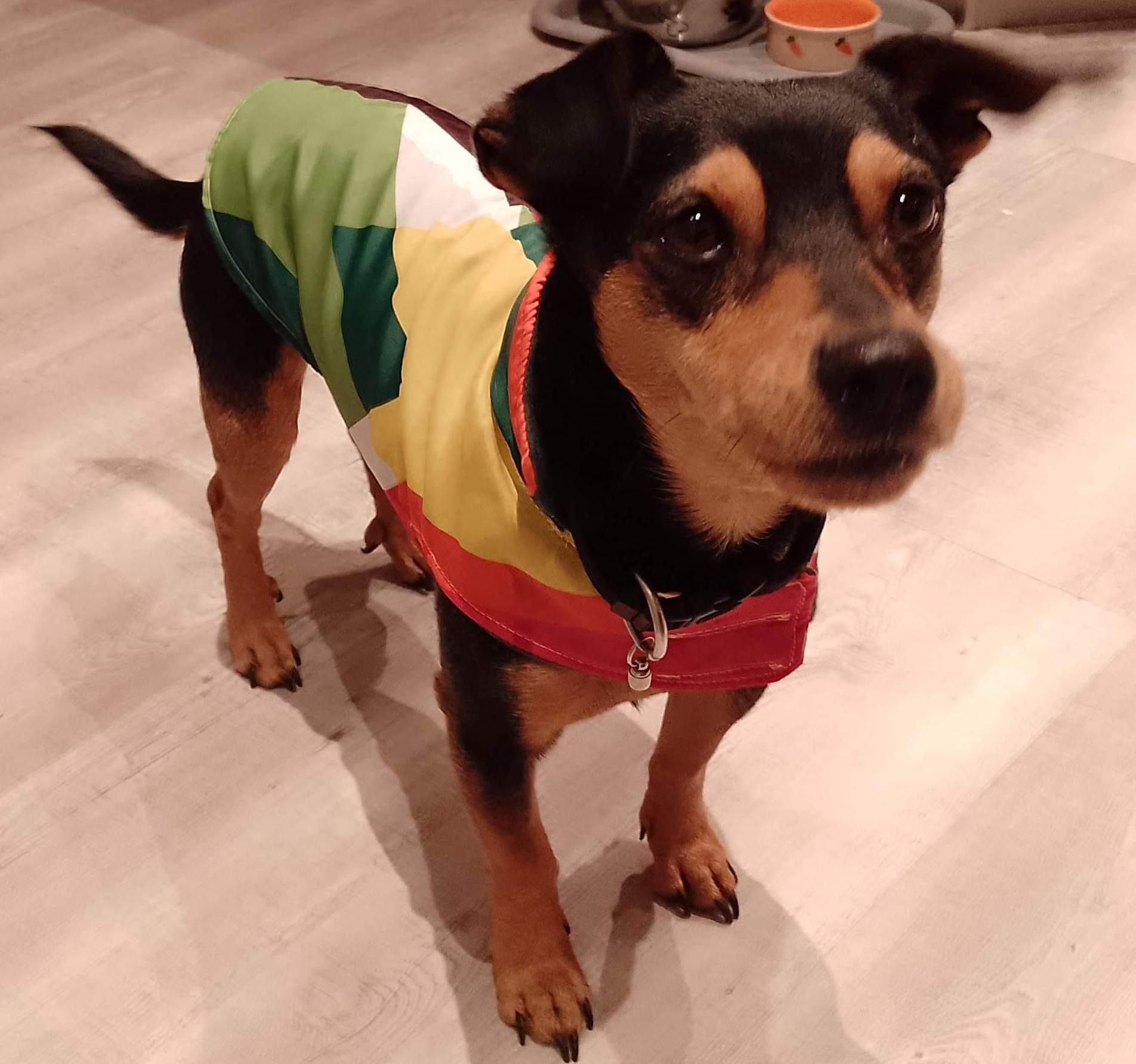 Simple Dog Jacket (with Pattern) : 8 Steps (with Pictures) - Instructables