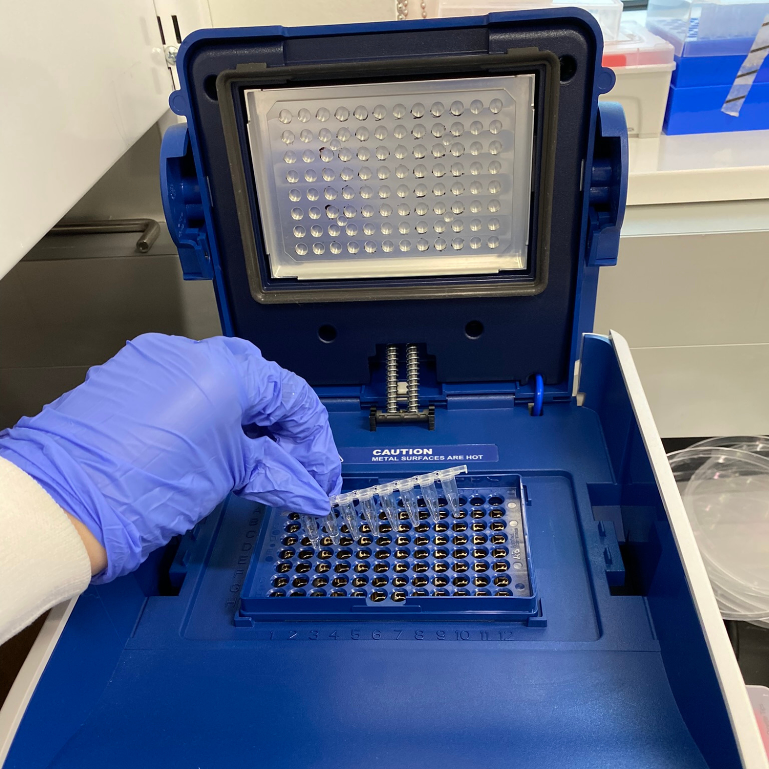 Mastering Molecular Cloning: a Guide to Polymerase Chain Reaction (PCR ...