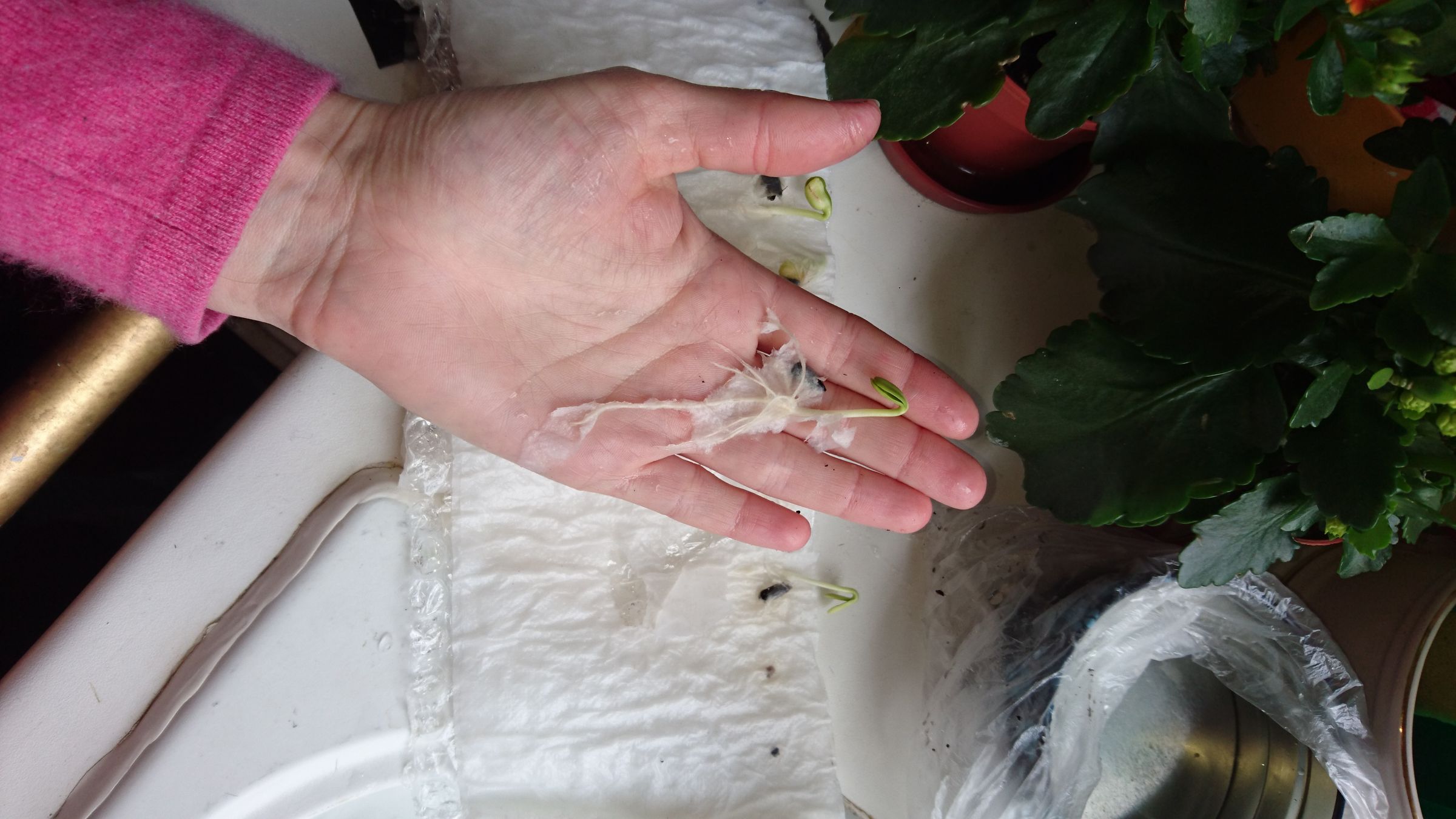 Easy and Economical Seeds Germination System : 8 Steps - Instructables