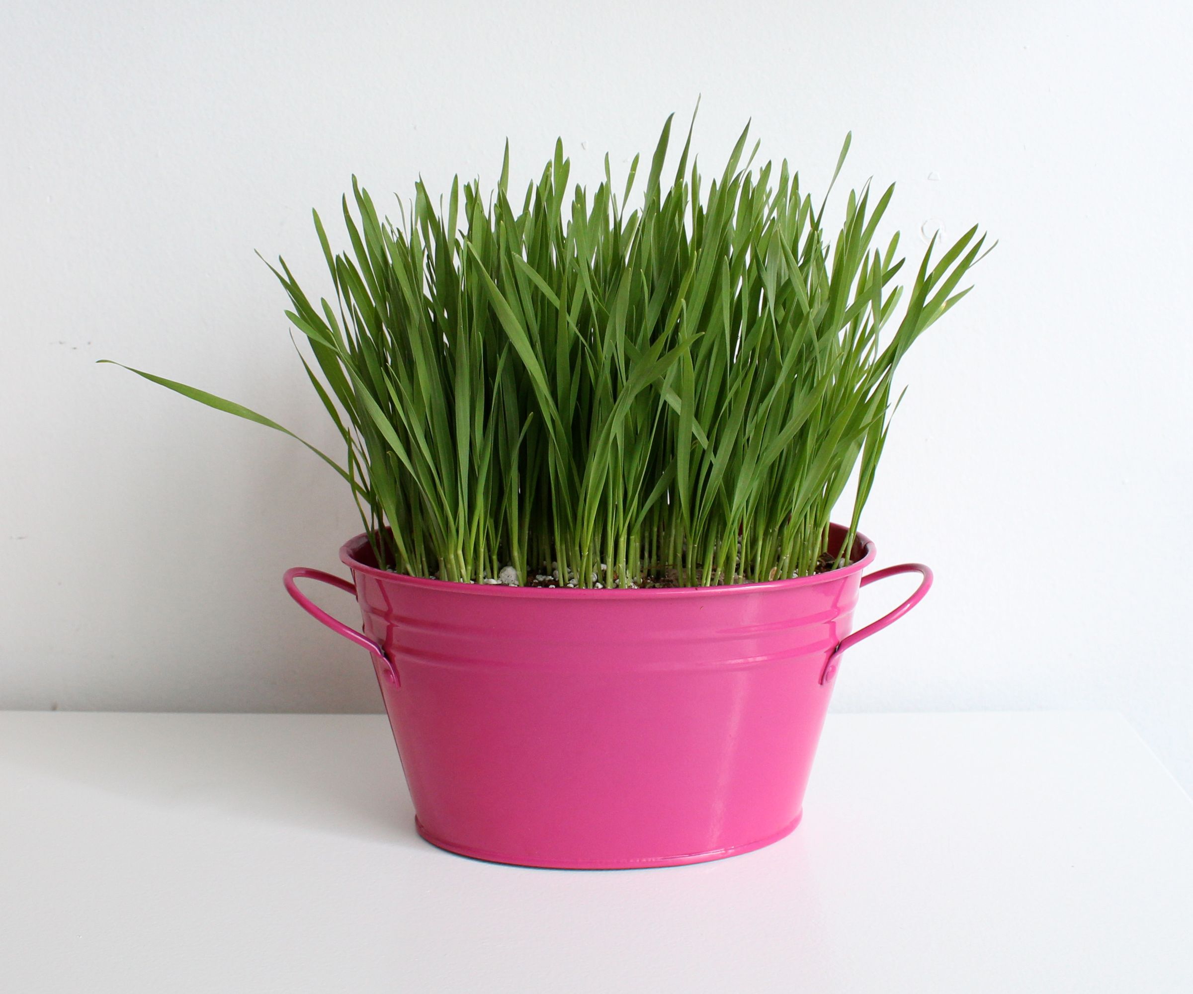 How to Grow Cat Grass : 5 Steps (with Pictures) - Instructables