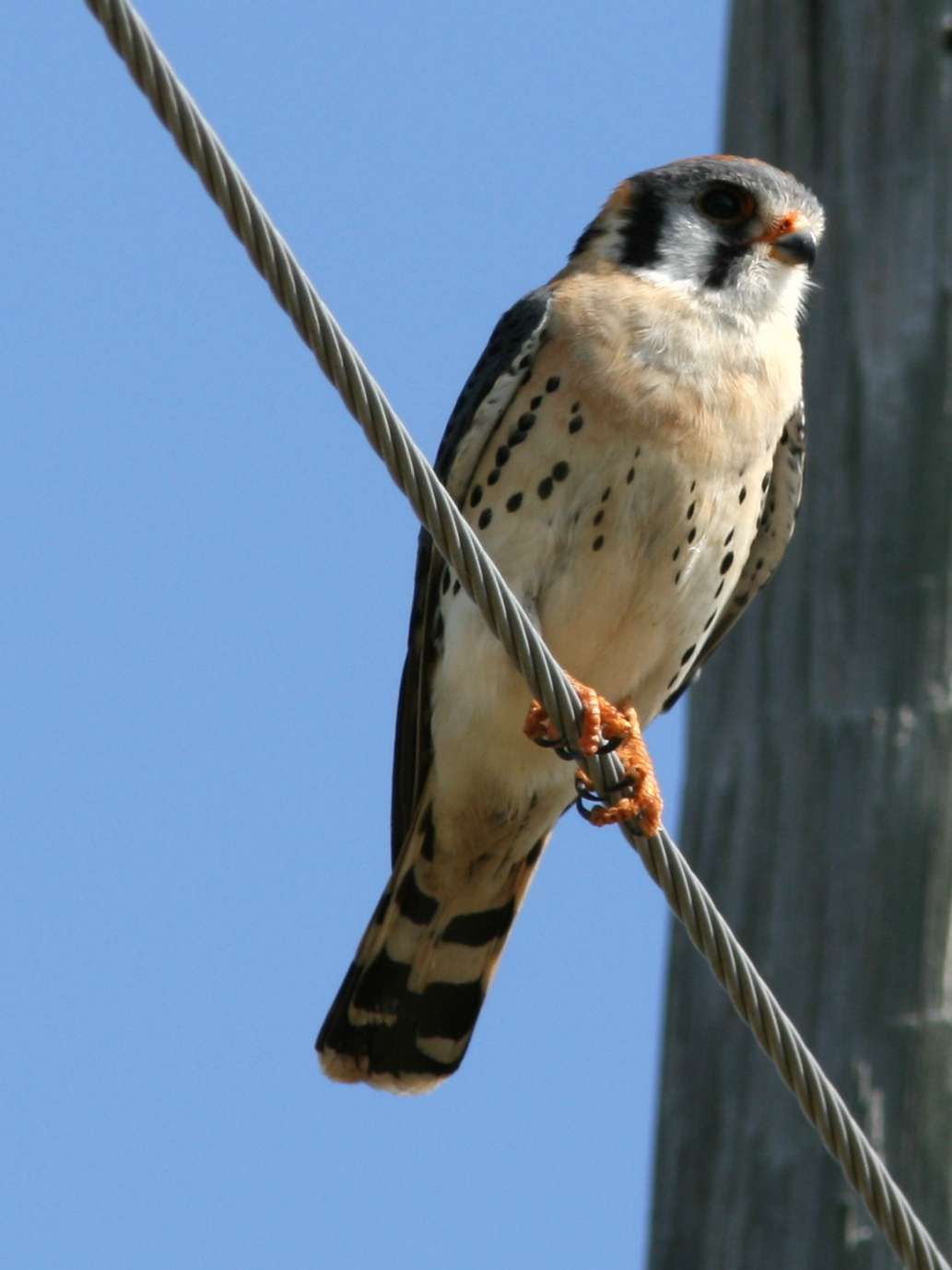 American Kestrel Nest Box : 22 Steps (with Pictures) - Instructables