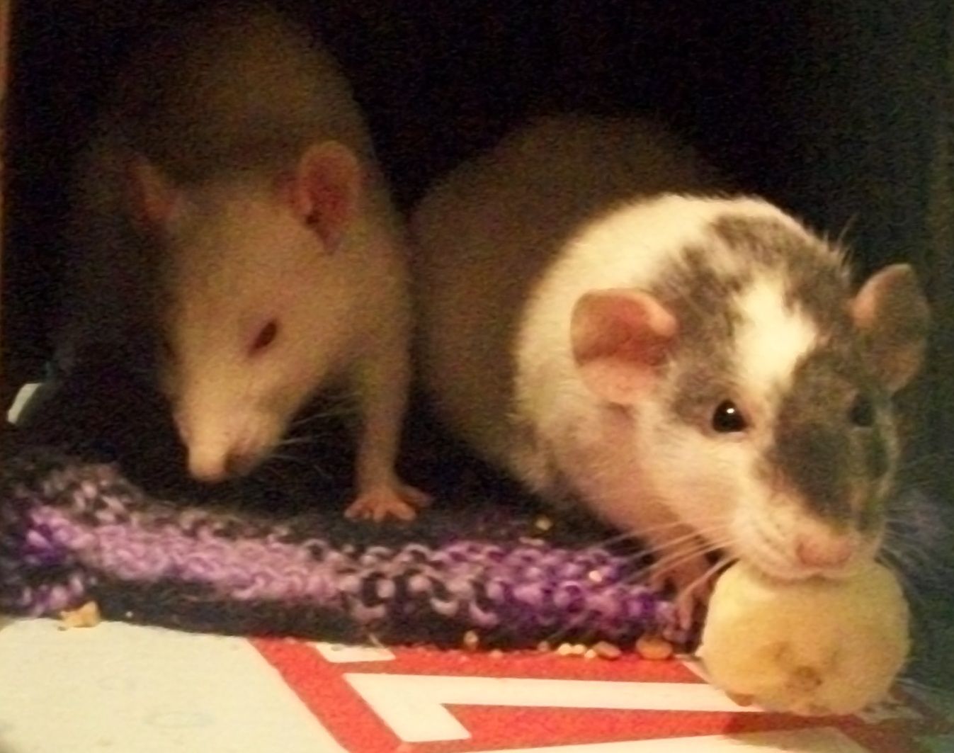 How to Catch and Escaped Pet Rat : 6 Steps - Instructables