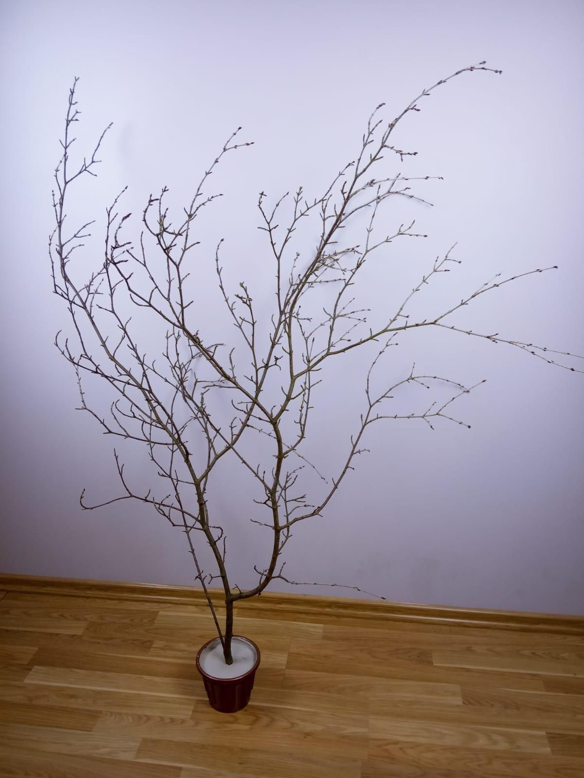 DIY Sakura Tree : 5 Steps (with Pictures) - Instructables