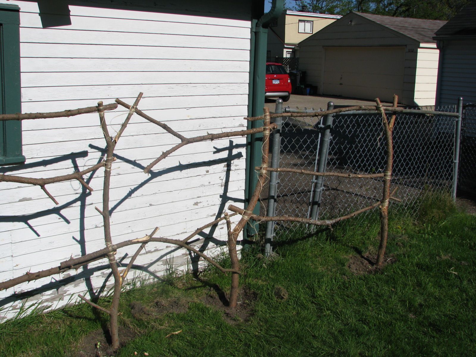 Trim a Tree, Build a Trellis - Instructables