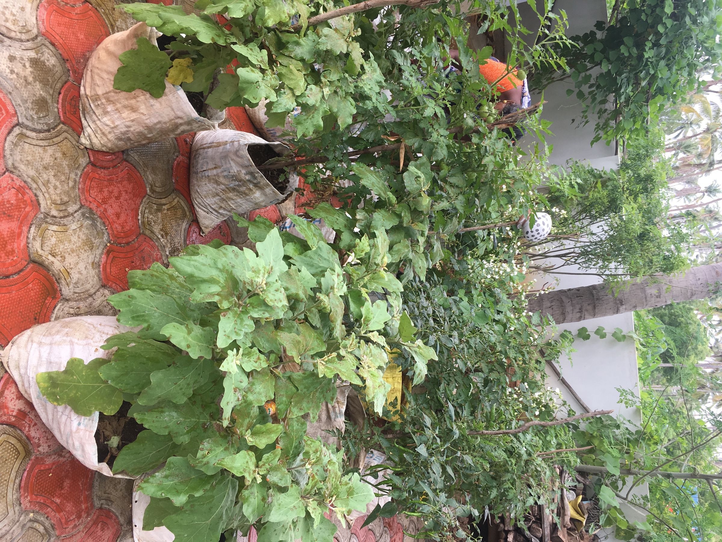 SACKS HOME GARDEN : 10 Steps (with Pictures) - Instructables