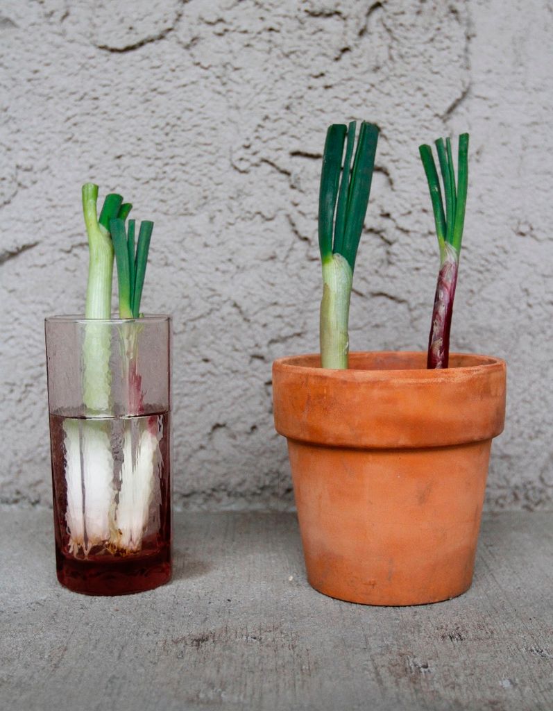 Regrow Green Onions In Water Growing Green Onions In Water Indoors!