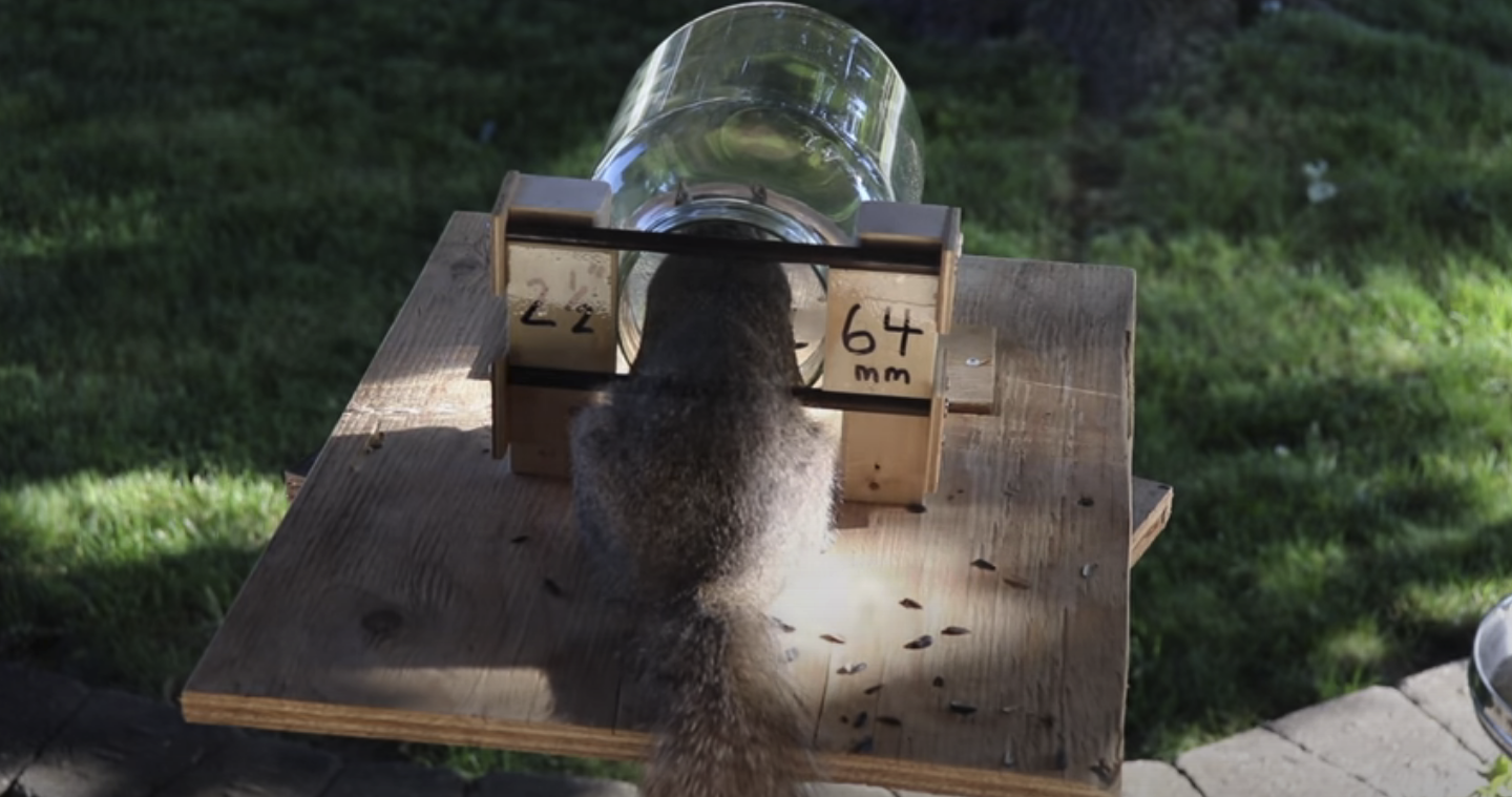 Squirrel Proof Bird Feeder Challenge : 43 Steps (with Pictures ...