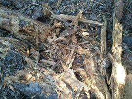 Finding Fatwood : 5 Steps - Instructables