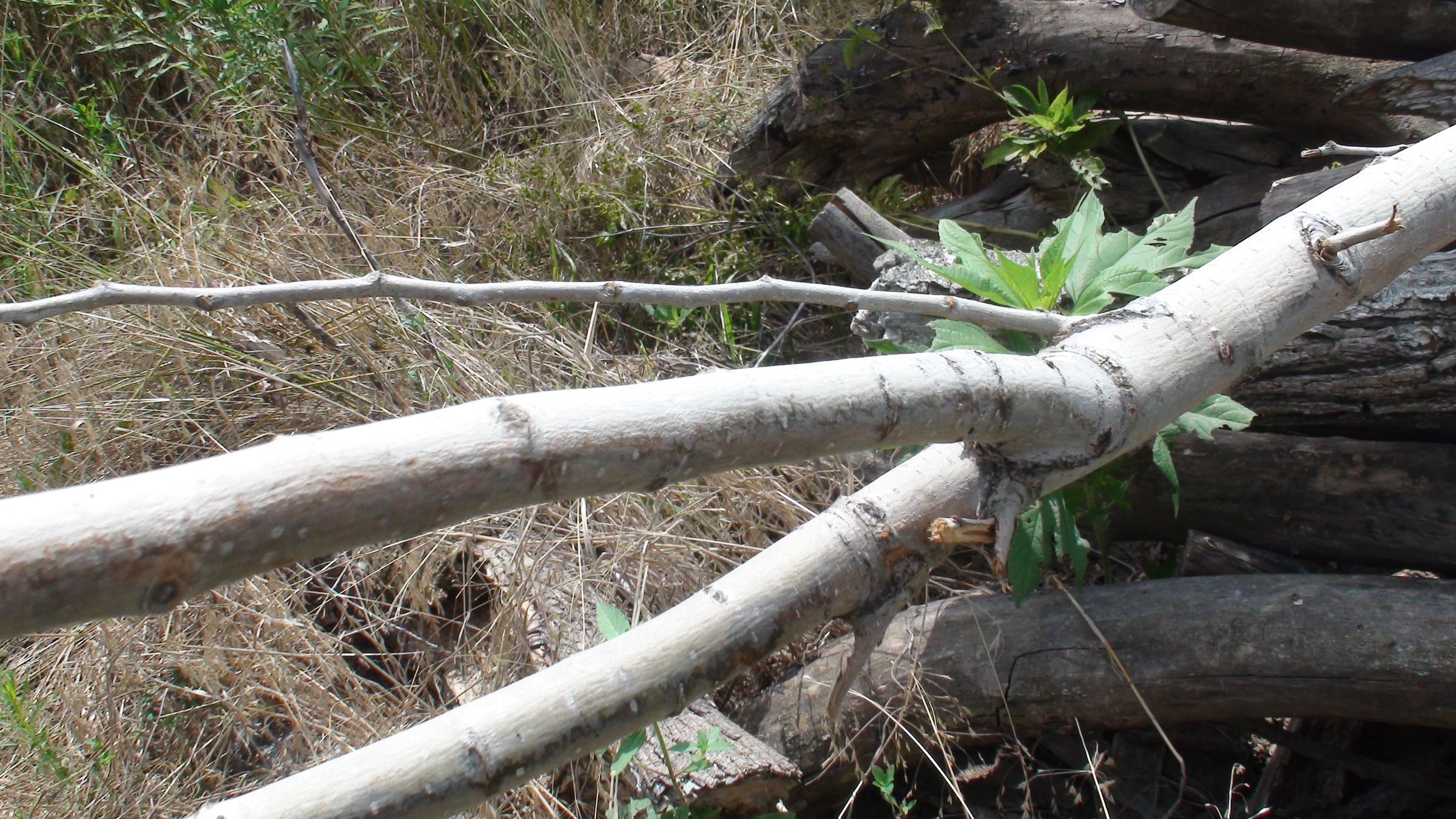 How to Make a Rabbit Snare : 3 Steps (with Pictures) - Instructables