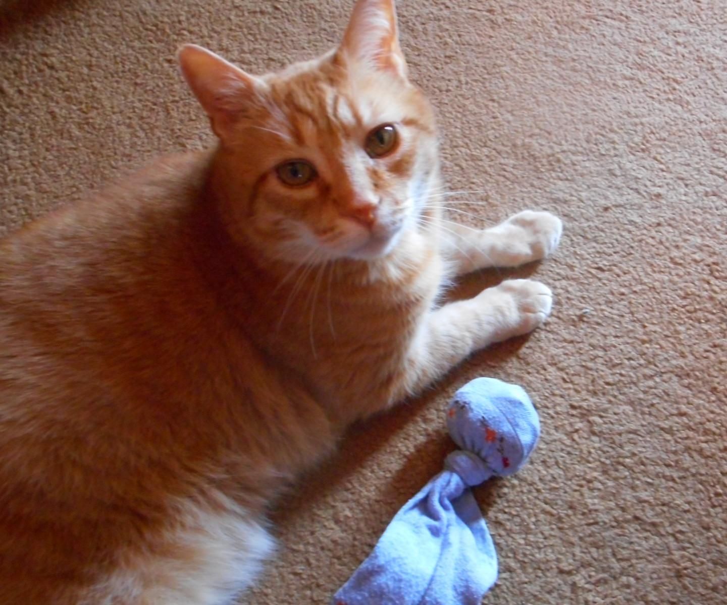 TRASH TO TREASURE CATNIP TOYS : 6 Steps - Instructables
