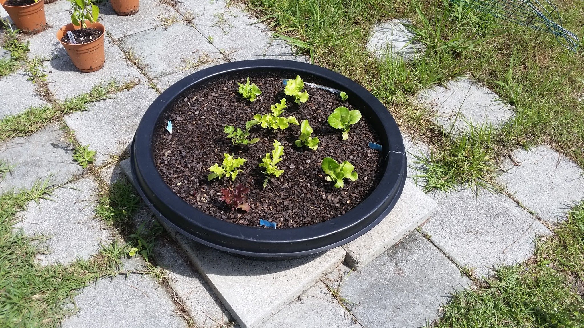 Build a Concrete Block Garden for Food and Memories : 10 Steps (with ...